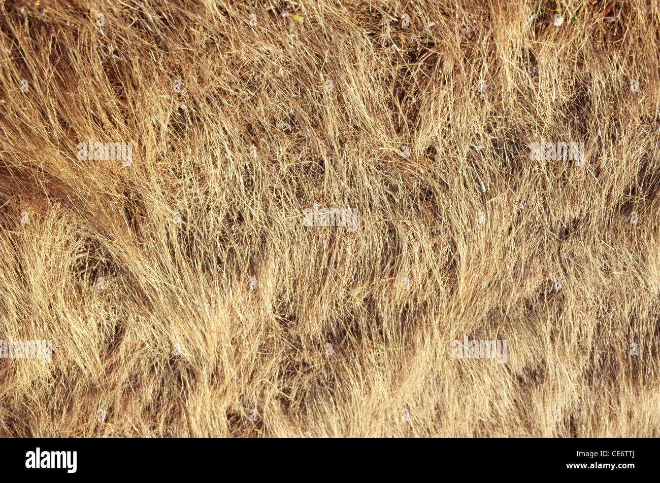 dry grass ; dried grass ; background ; abstract Stock Photo - Alamy