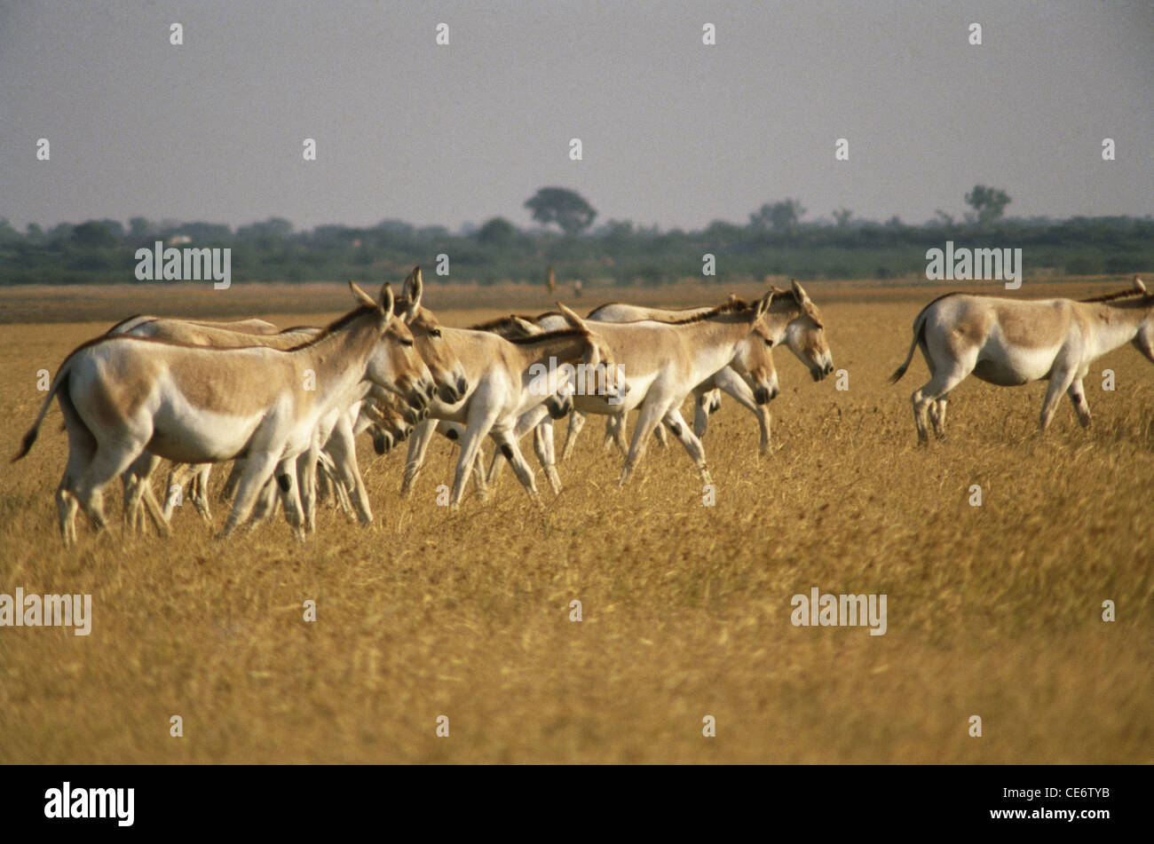 indian wild ass Equus asinus little rann of kutch gujarat india Stock ...
