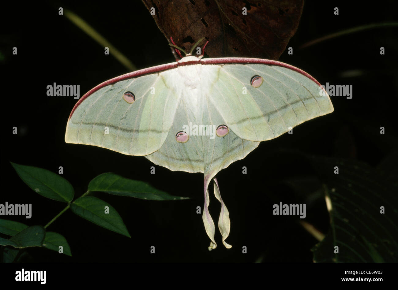 Actias selene ; Indian moon moth ; Indian luna moth ; moon moth female ...