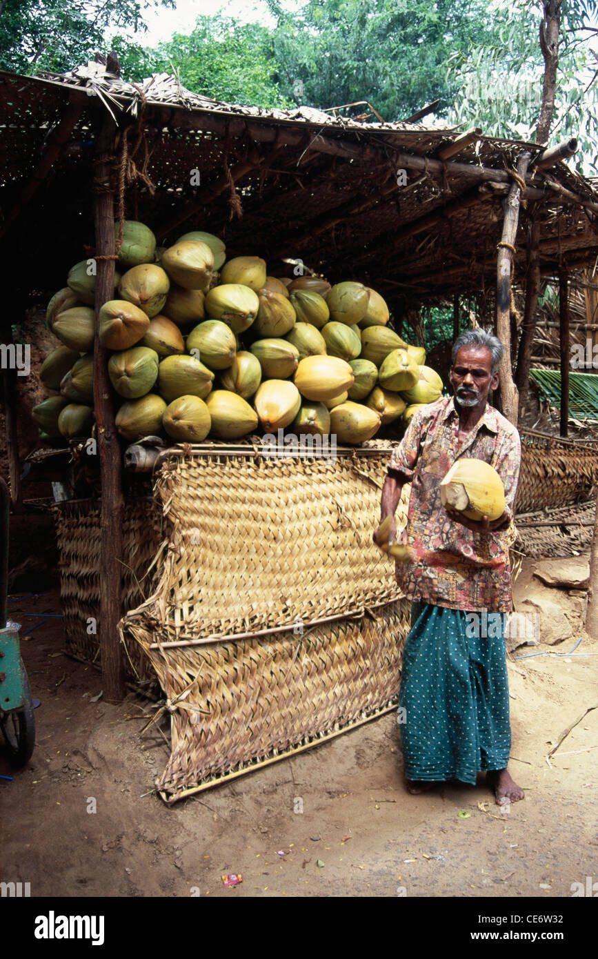 Coconut vendor seller shop ; kerala ; india ; asia Stock Photo - Alamy
