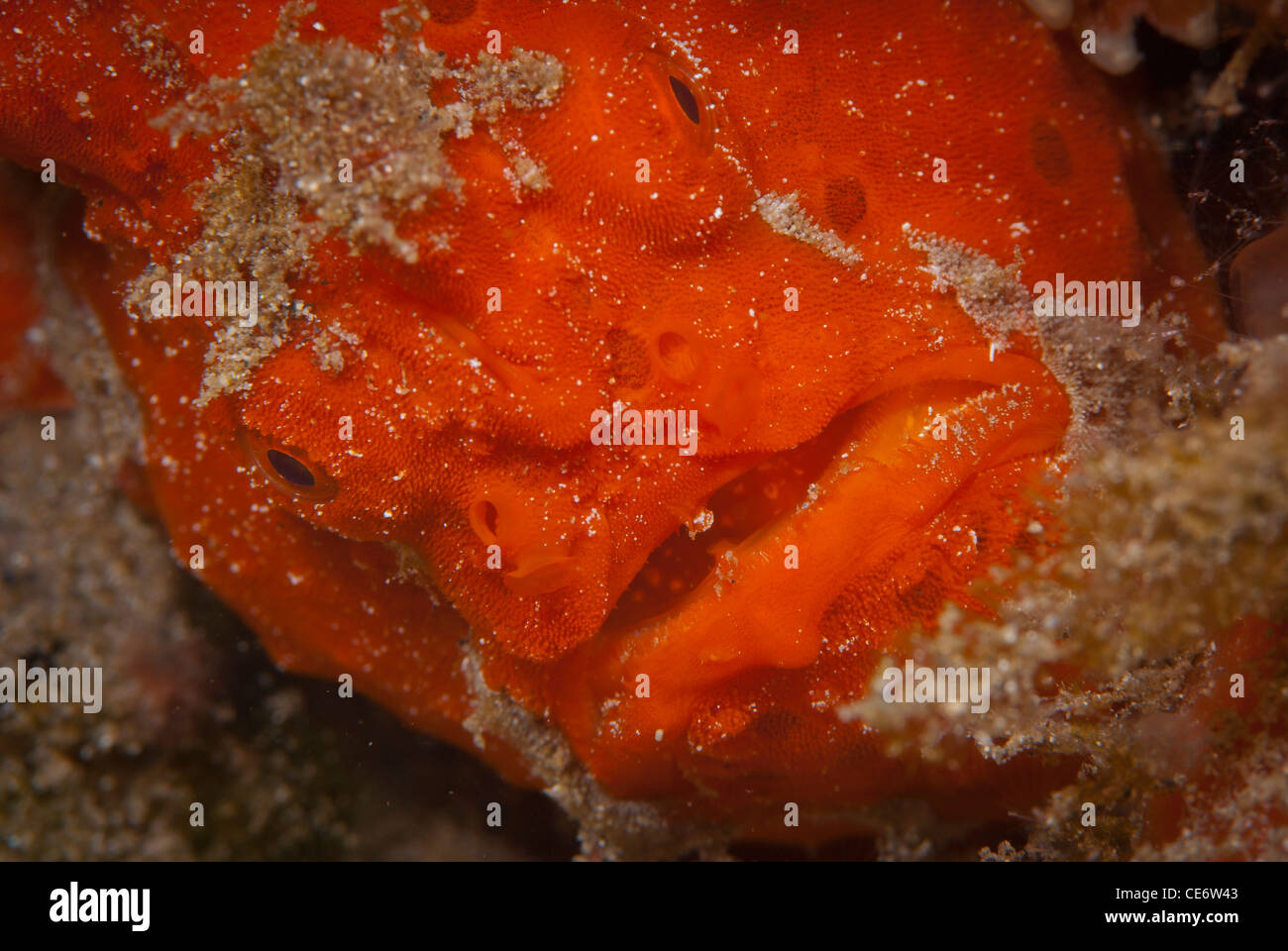The face of a giant red Painted frogfish from Sulawesi Indonesia Stock ...
