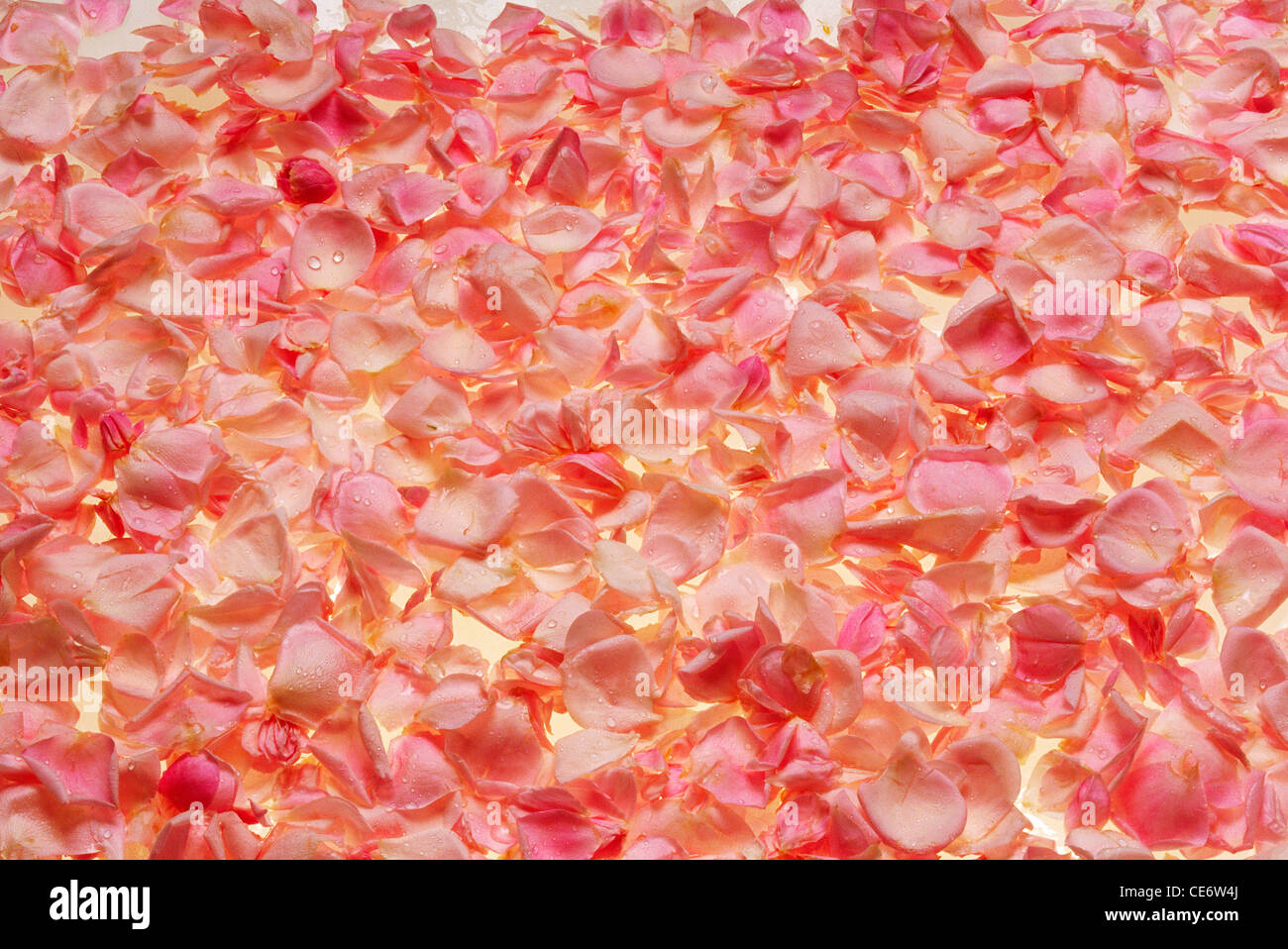 Pink rose petals Stock Photo - Alamy