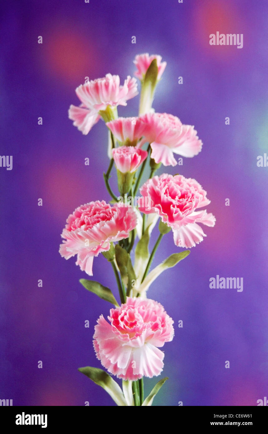 Carnation of india hi-res stock photography and images - Alamy