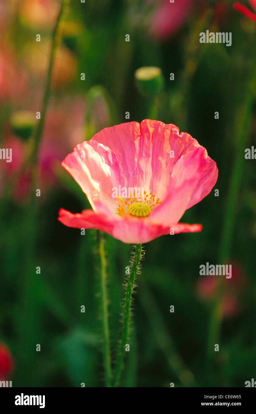 pink poppy flower Stock Photo - Alamy