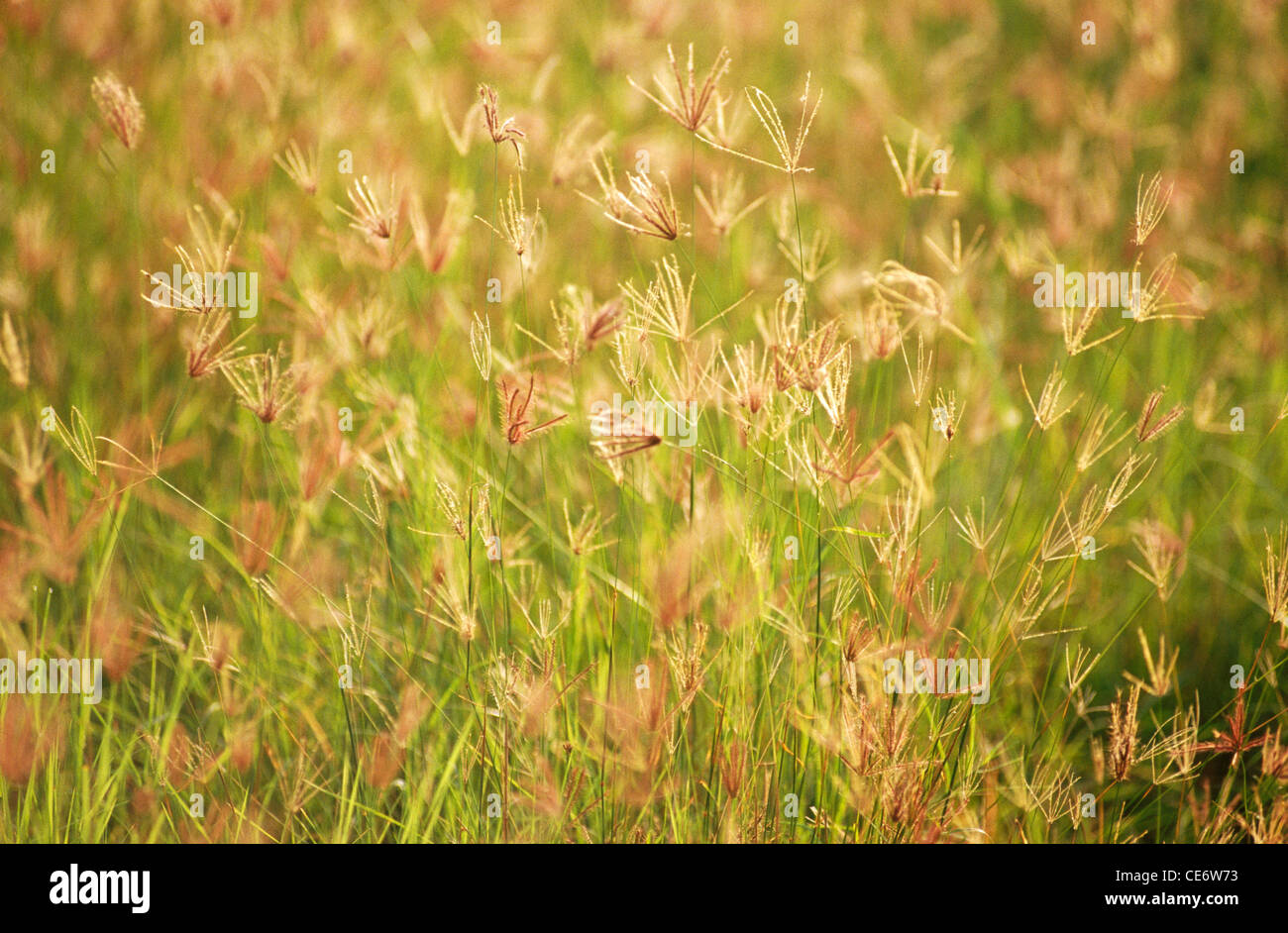HMA 86046 : grass dancing in the wind Stock Photo - Alamy