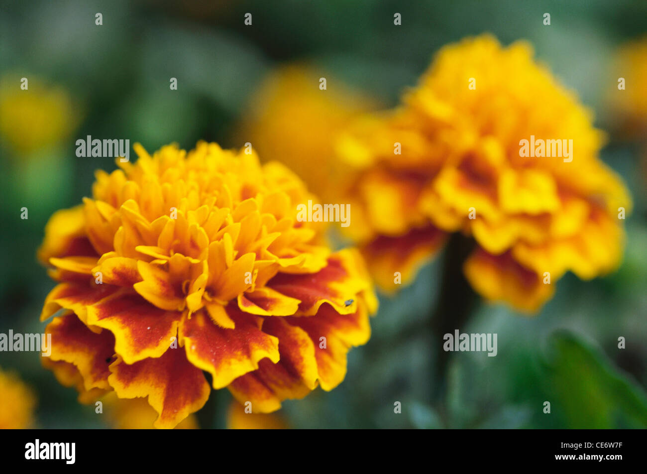 Marigold flowers ; Tagetes flowers ; india ; asia Stock Photo - Alamy