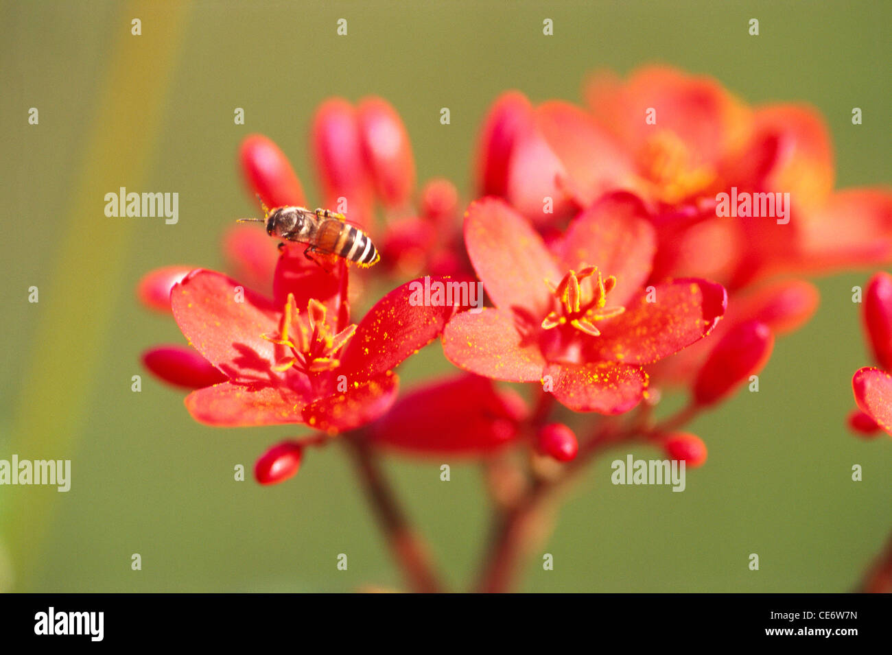 India honeybee flower hi-res stock photography and images - Alamy