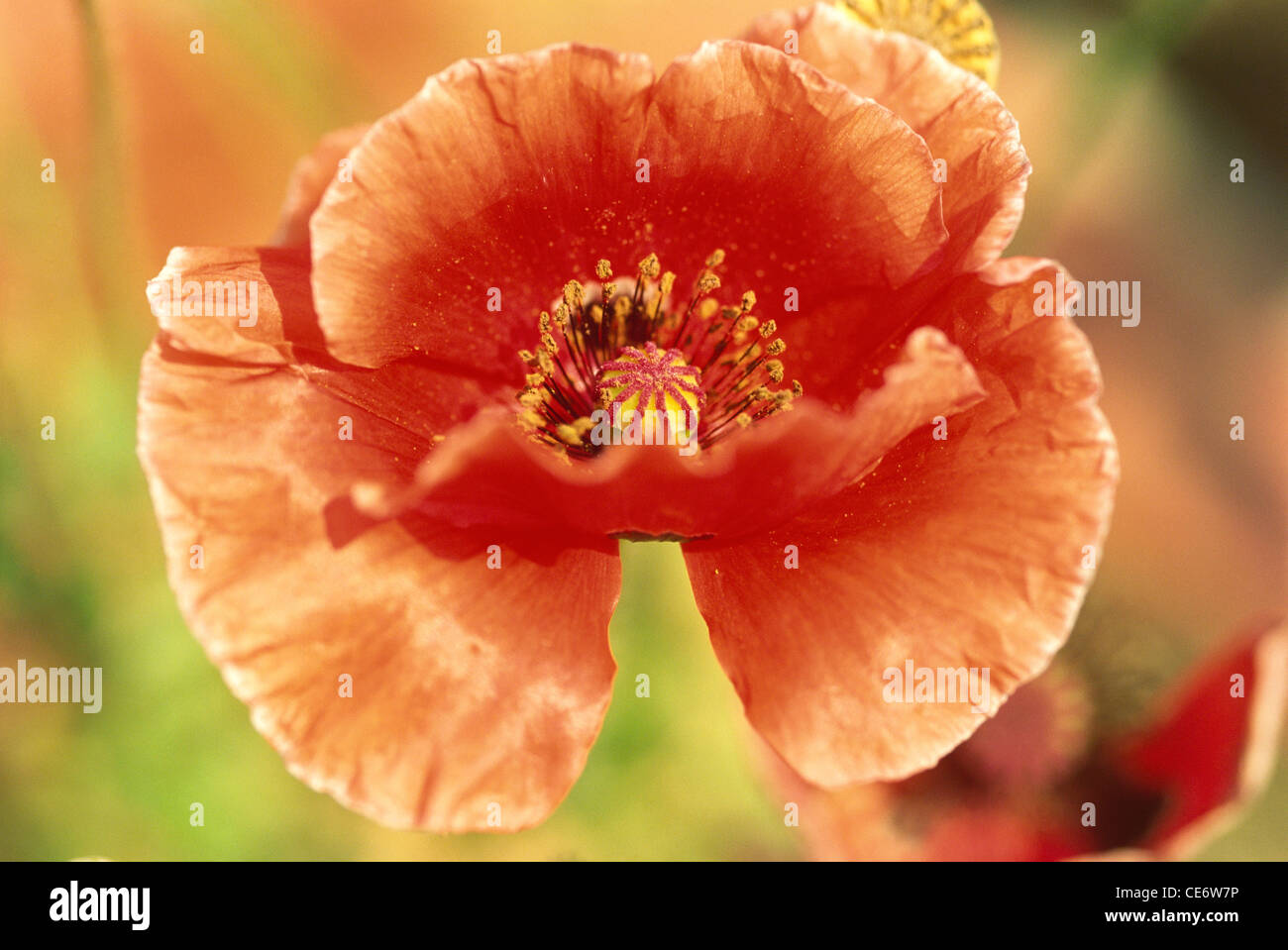 Tulip flower closeup top view Stock Photo - Alamy