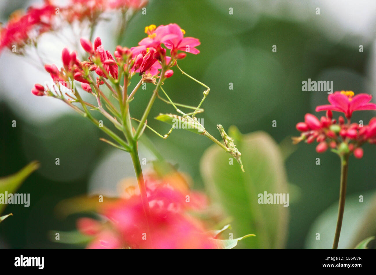 Terrestrial plant eating insect hi-res stock photography and images - Alamy