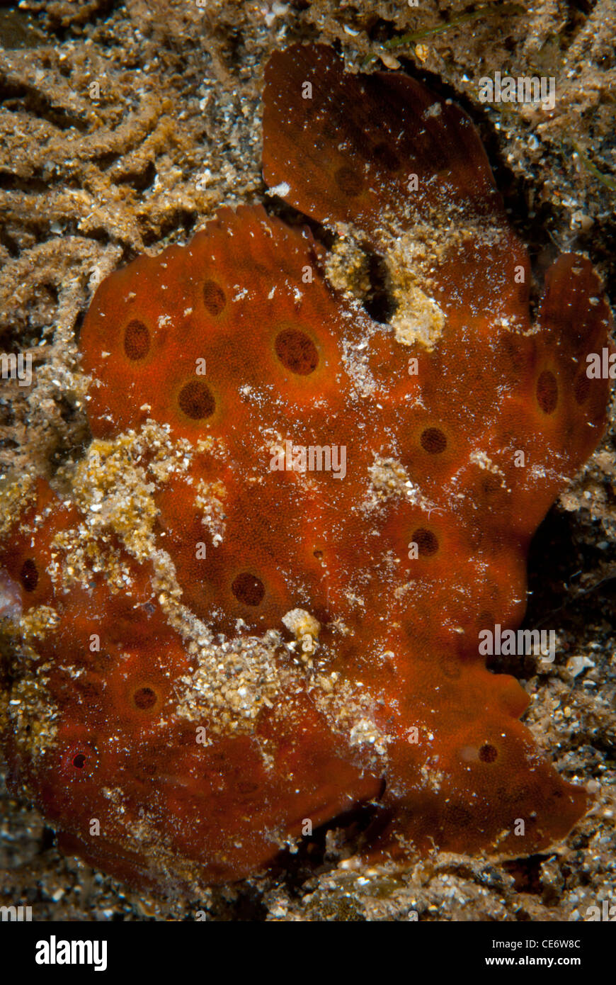 Dark spotted frogfish hi-res stock photography and images - Alamy