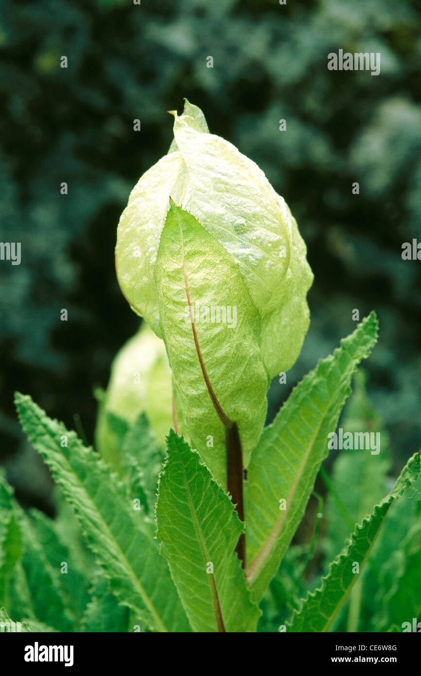 IKA 86048 : Brahma Kamal leaf leaves plant flower or himalaya brahma ...