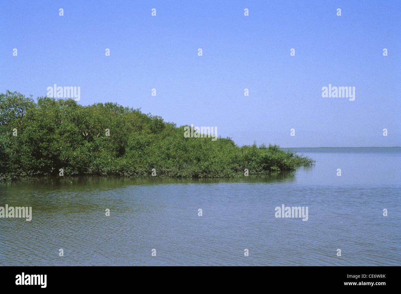 mangroves ; Sundarbans national park ; india ; asia Stock Photo - Alamy