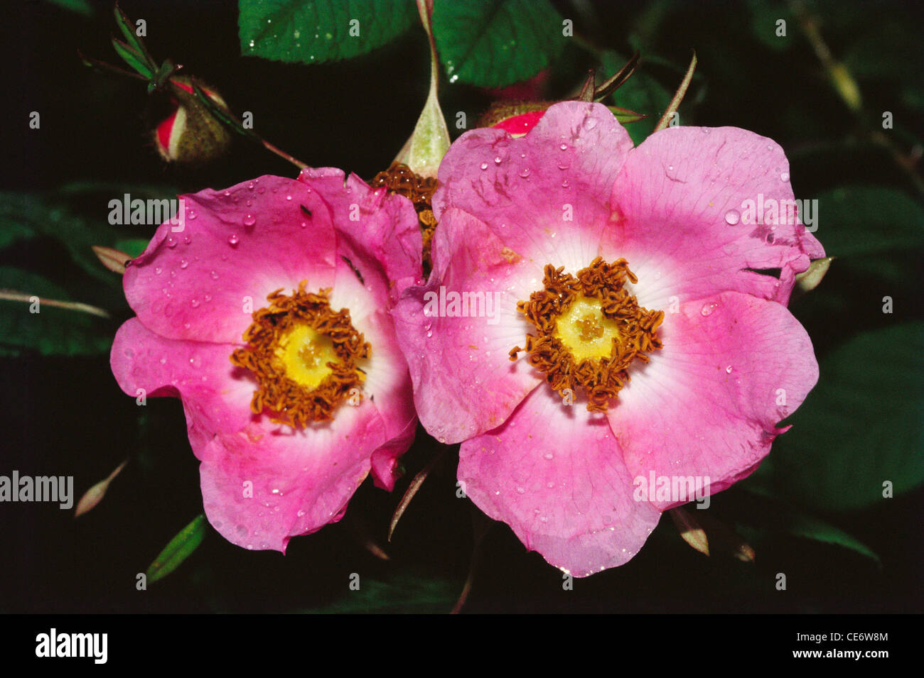 Himalayan wild rose ; pink flower ; Rosa sp ; india ; asia Stock Photo ...