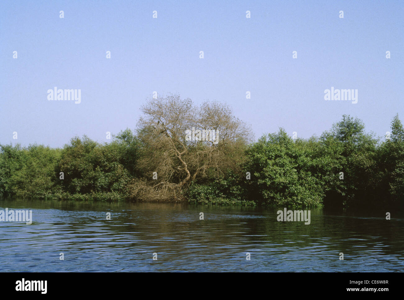 mangroves ; Sundarbans national park ; india ; asia Stock Photo - Alamy