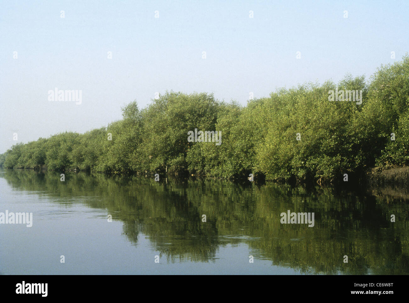 mangroves ; Sundarbans national park ; india ; asia Stock Photo - Alamy