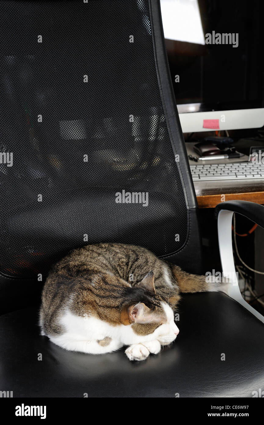 Cat sleeping on office chair by computer working area Stock Photo - Alamy