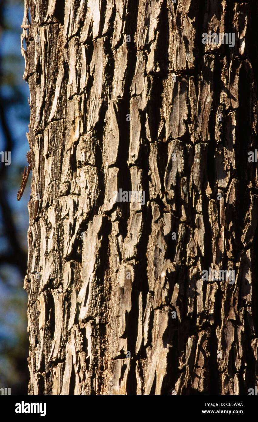 Bark pattern of tree trunk ; india ; asia Stock Photo - Alamy