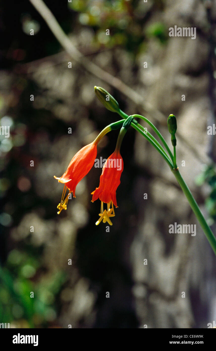 Red squill hi-res stock photography and images - Alamy