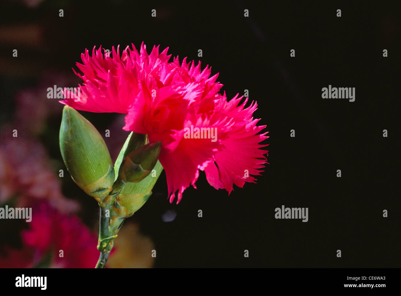 Carnation of india hi-res stock photography and images - Alamy