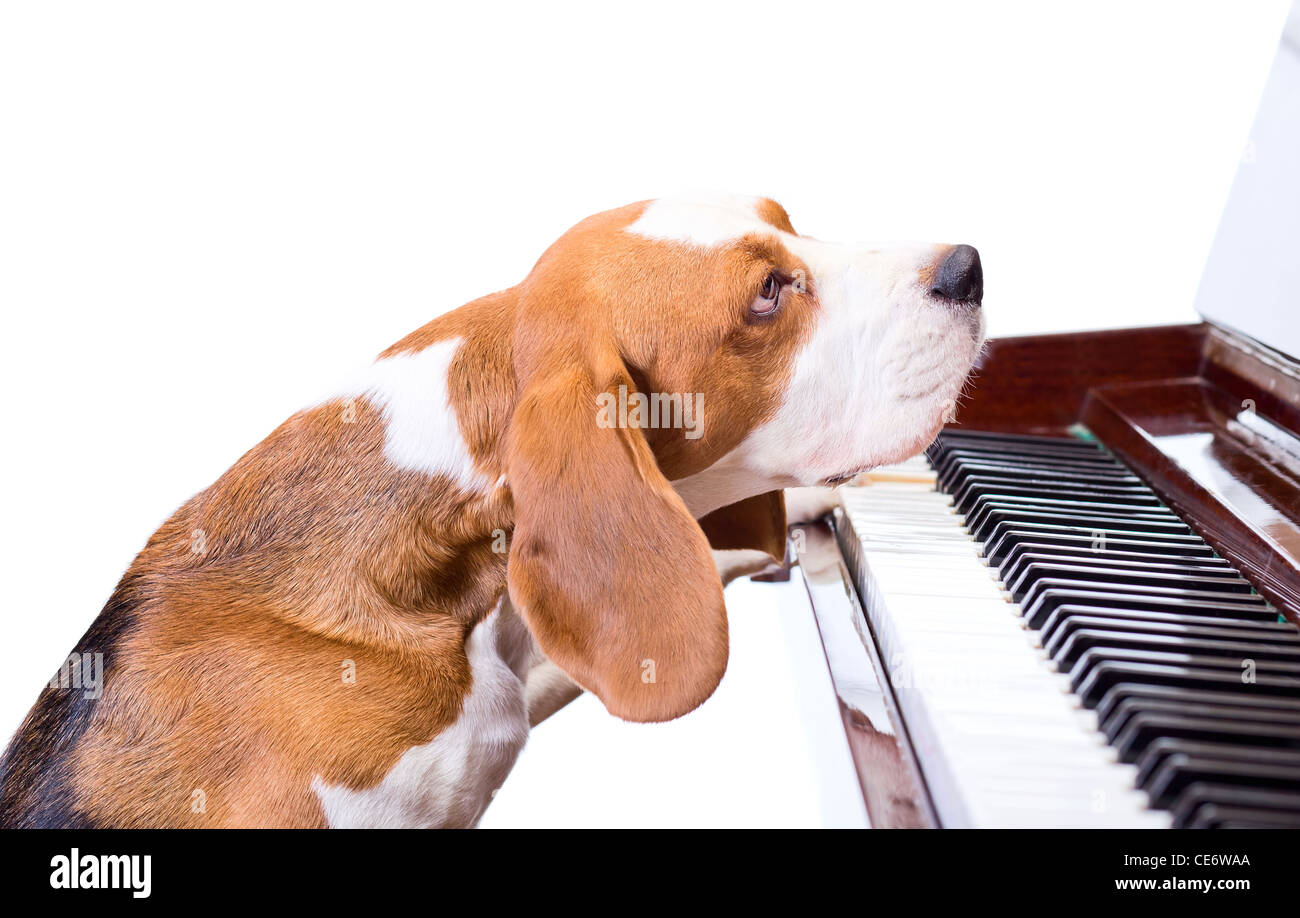 Dog playing the piano,white background Stock Photo - Alamy