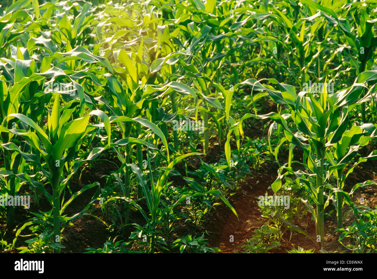 Maize corn plant crop fields Nere panvel farm house maharashtra india ...