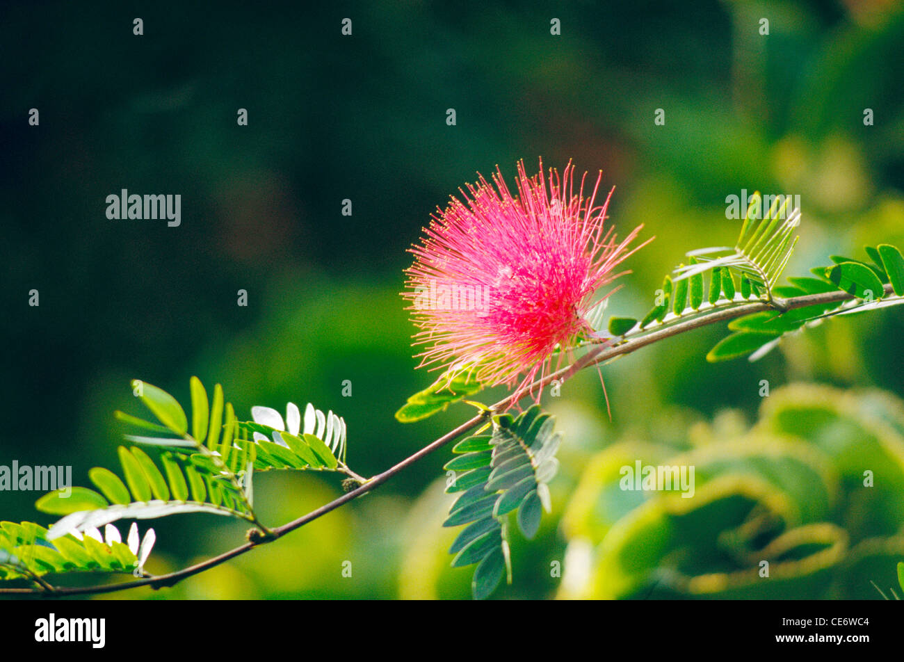 Powder puff pink blossom hi-res stock photography and images - Alamy