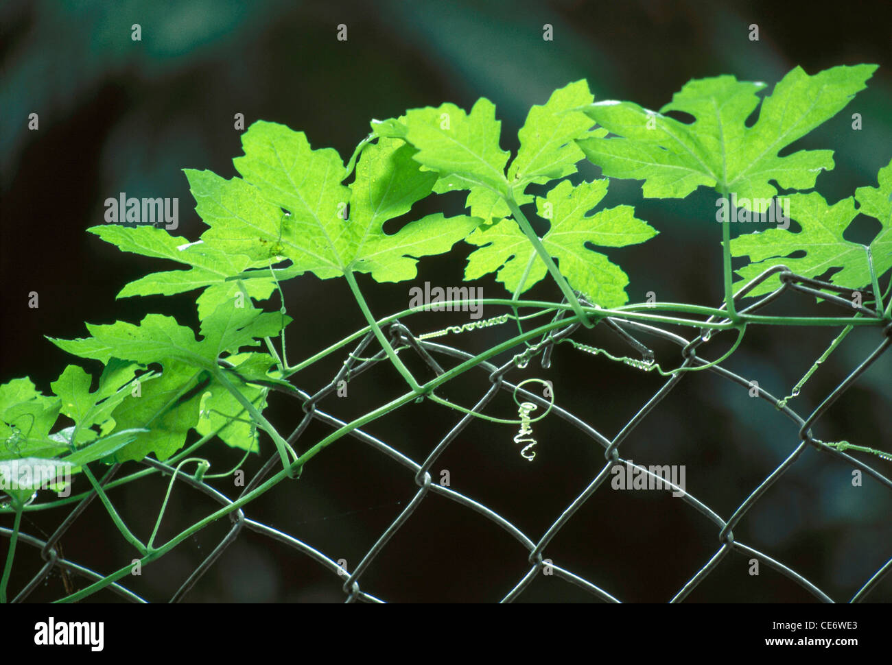 RVN 86042 : bright green creeper leaf leaves plant growing on iron ...
