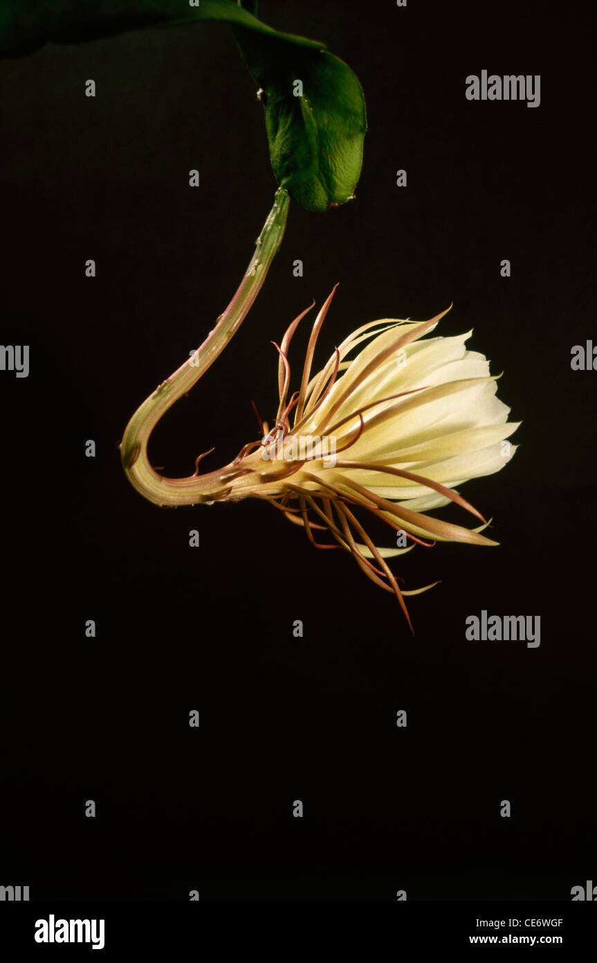 STP 86059 : white Brahma Kamal flower leaf leaves plant flowering Stock ...