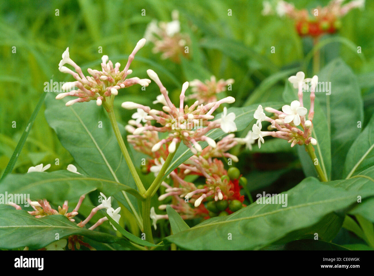Rauwolfia serpentina hi-res stock photography and images - Alamy
