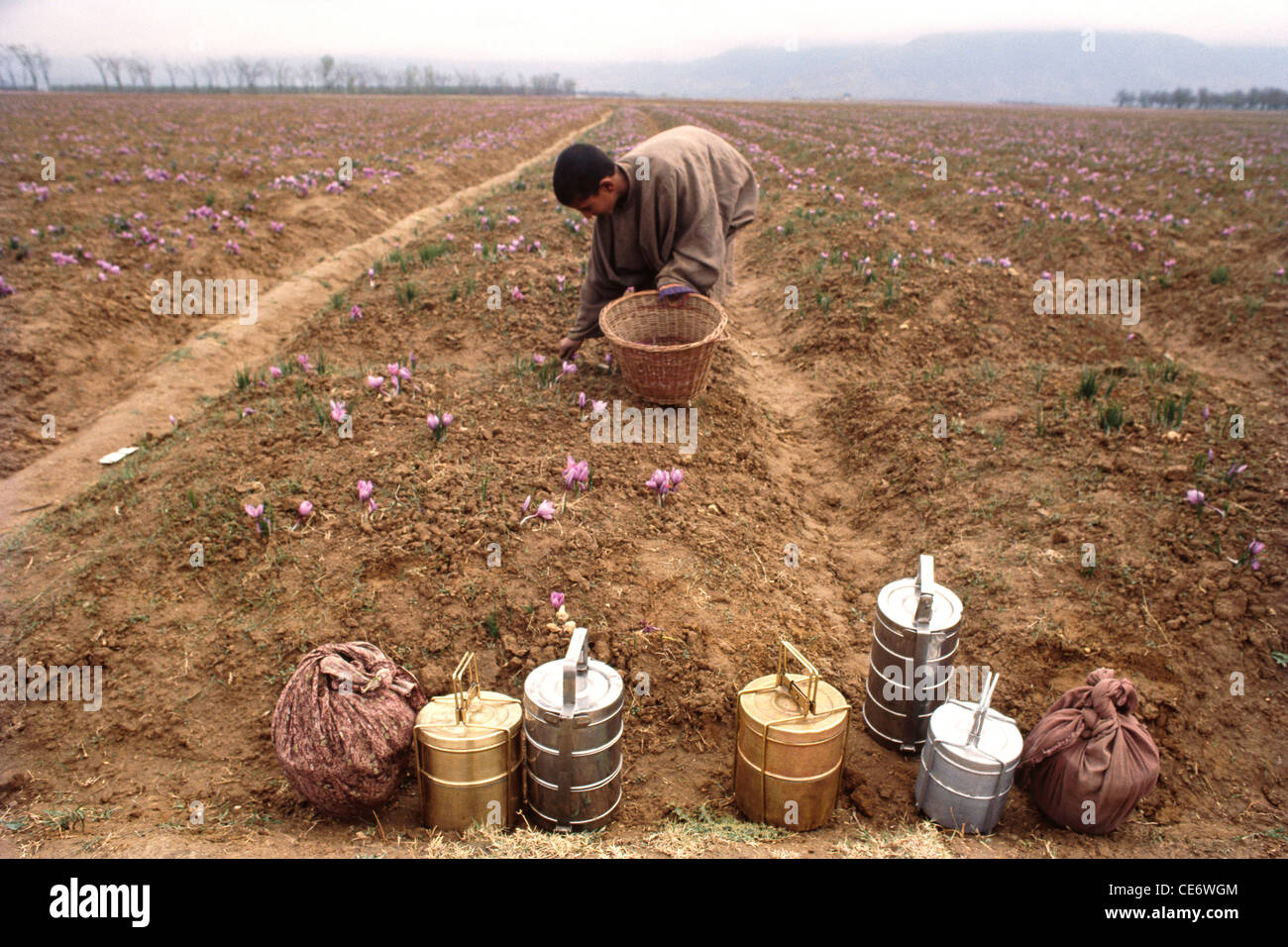 RVA 83310 : kashmiri boy plucking saffron flowers and lunch tiffin ...