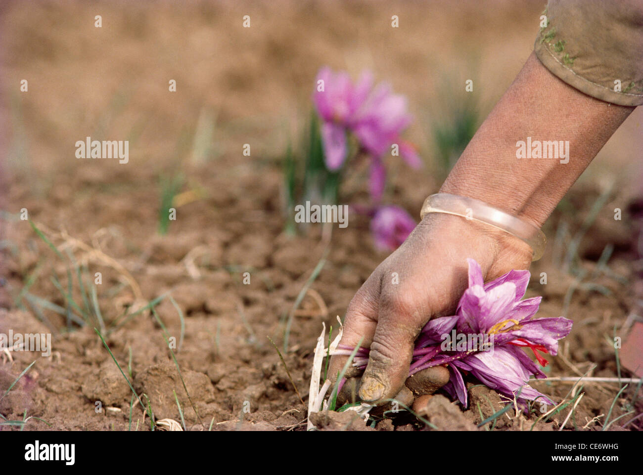 Man plucking saffron flowers from saffron field ; Pampore ; Saffron ...