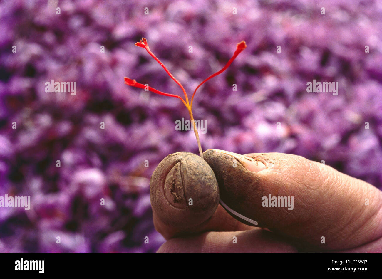 Pampur hi-res stock photography and images - Alamy