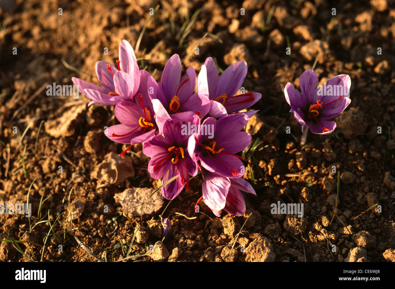 Purple saffron flowers growing in saffron field ; Pampore ; Saffron ...