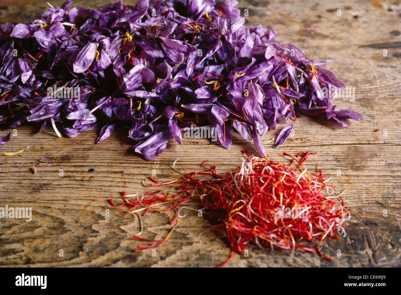 Saffron stigmas plucked removed from saffron flowers ; Pampore ...