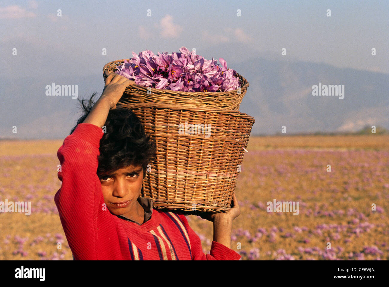 Pampur hi-res stock photography and images - Alamy