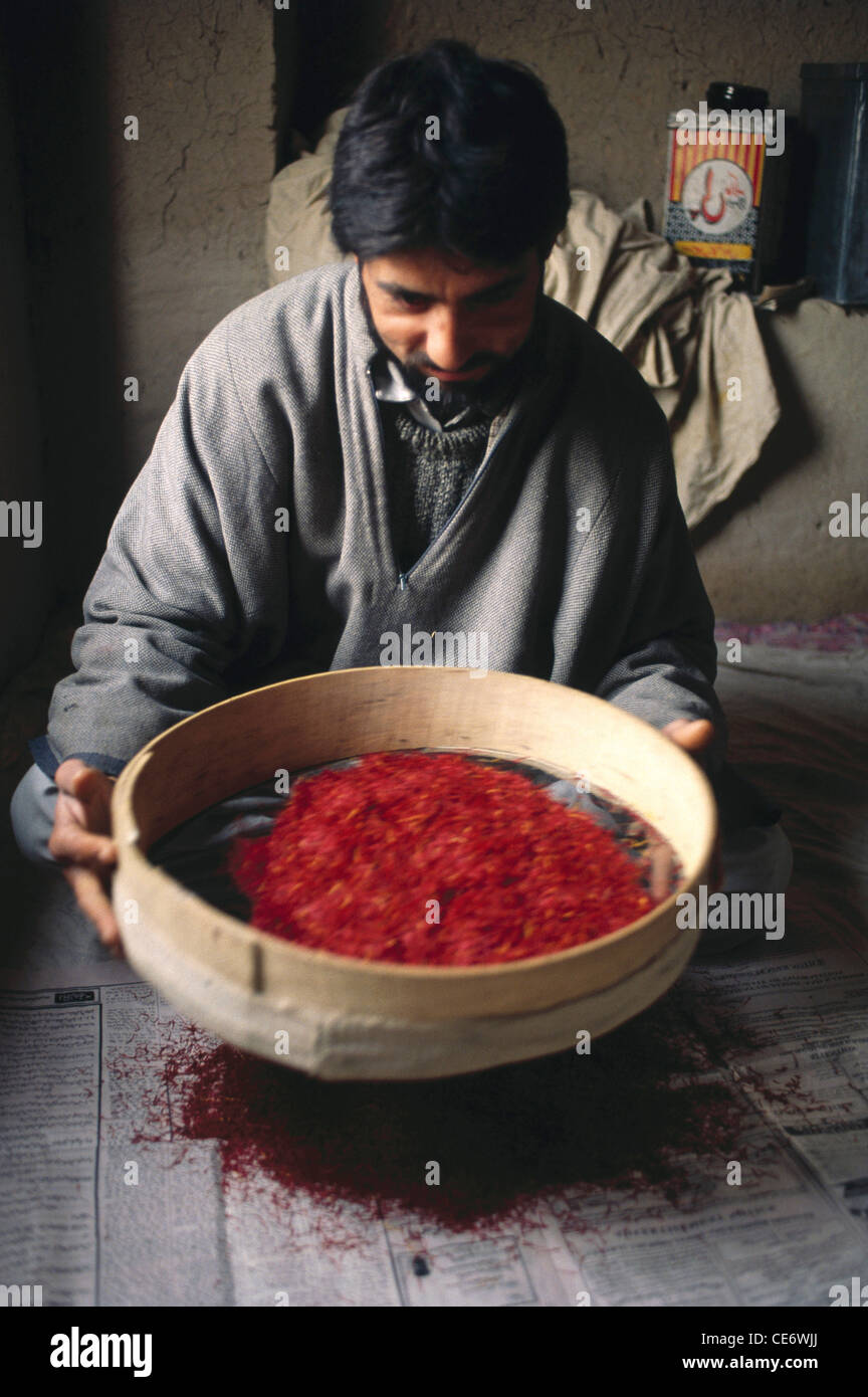 Kashmiri man sieving saffron stigmas for impurities ; Pampore ; Saffron ...