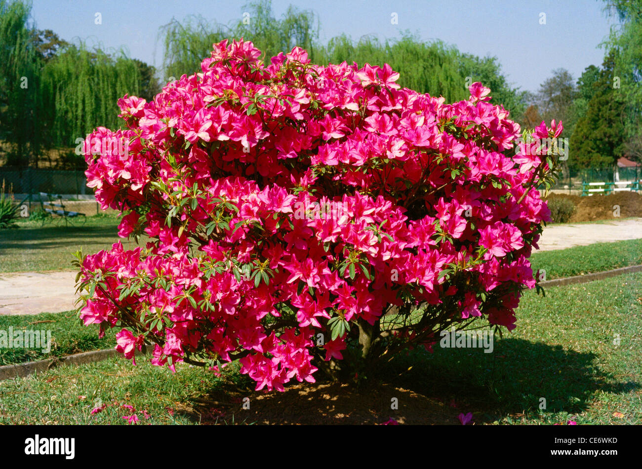 Red Rhododendron flowers flowering tree ; india ; asia Stock Photo - Alamy