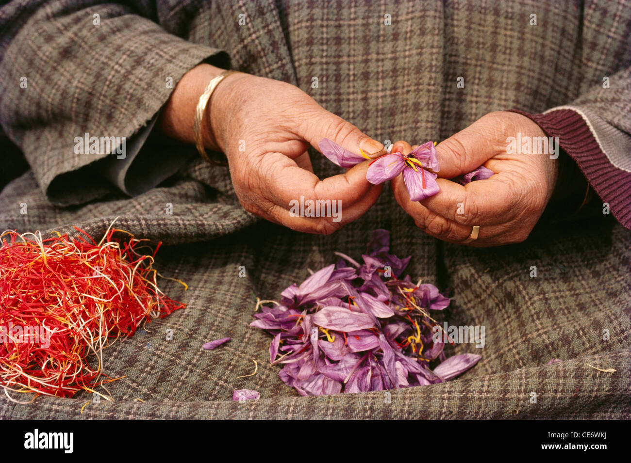 Plucking saffron flowers hi-res stock photography and images - Alamy