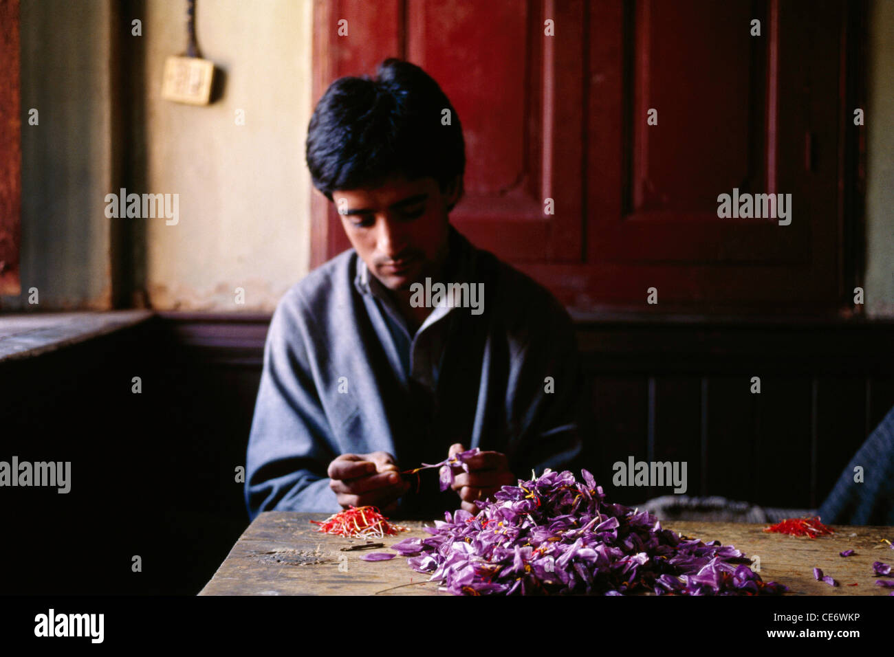 RVA 83334 : man plucking saffron sticks stigmas from purple violet ...