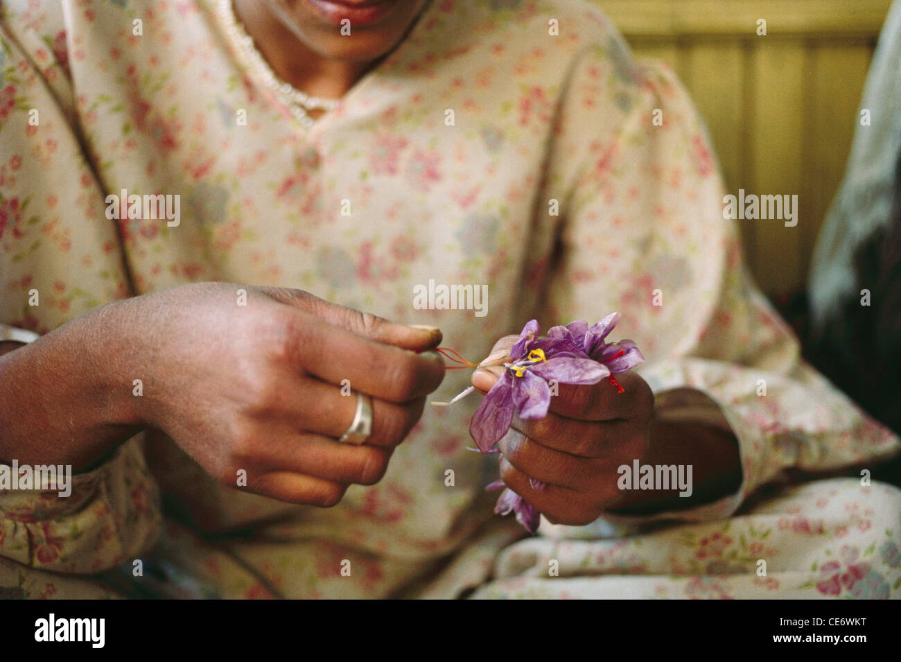 Plucking saffron flowers hi-res stock photography and images - Alamy