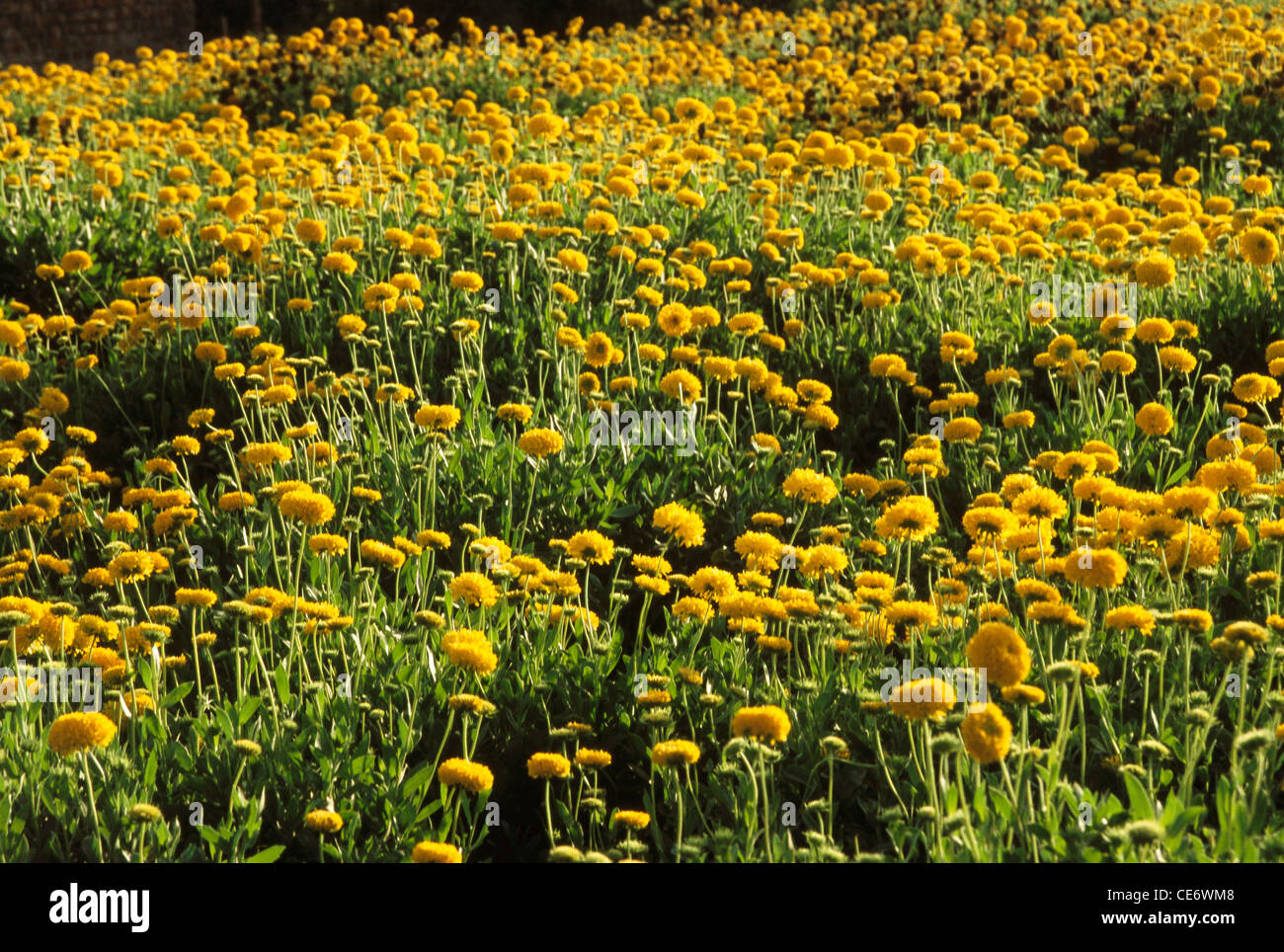 floriculture marigold yellow plant flowers growing in fields ; india ...