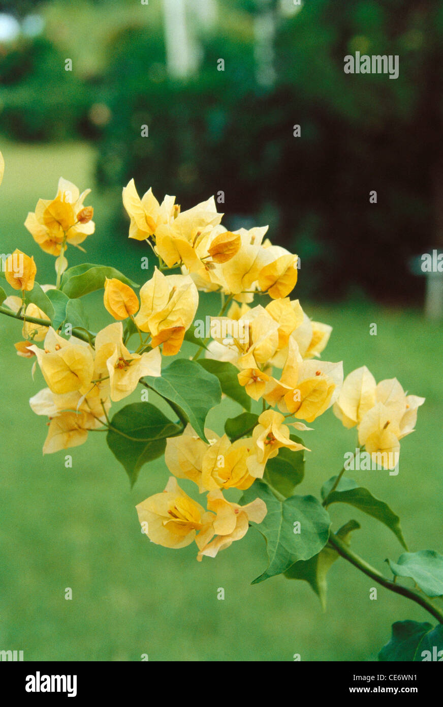Buganwalia hi-res stock photography and images - Alamy