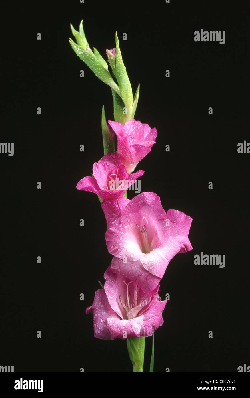 BDR 86134 : pink gladiola flowers on black background Stock Photo - Alamy
