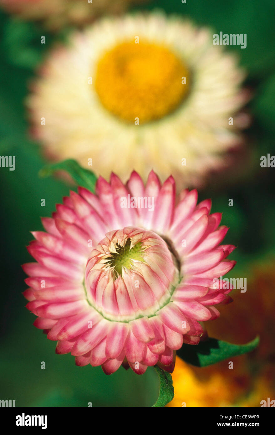 HMA 86104 : pink straw flower Helichrysum bracteatum flowers Stock ...