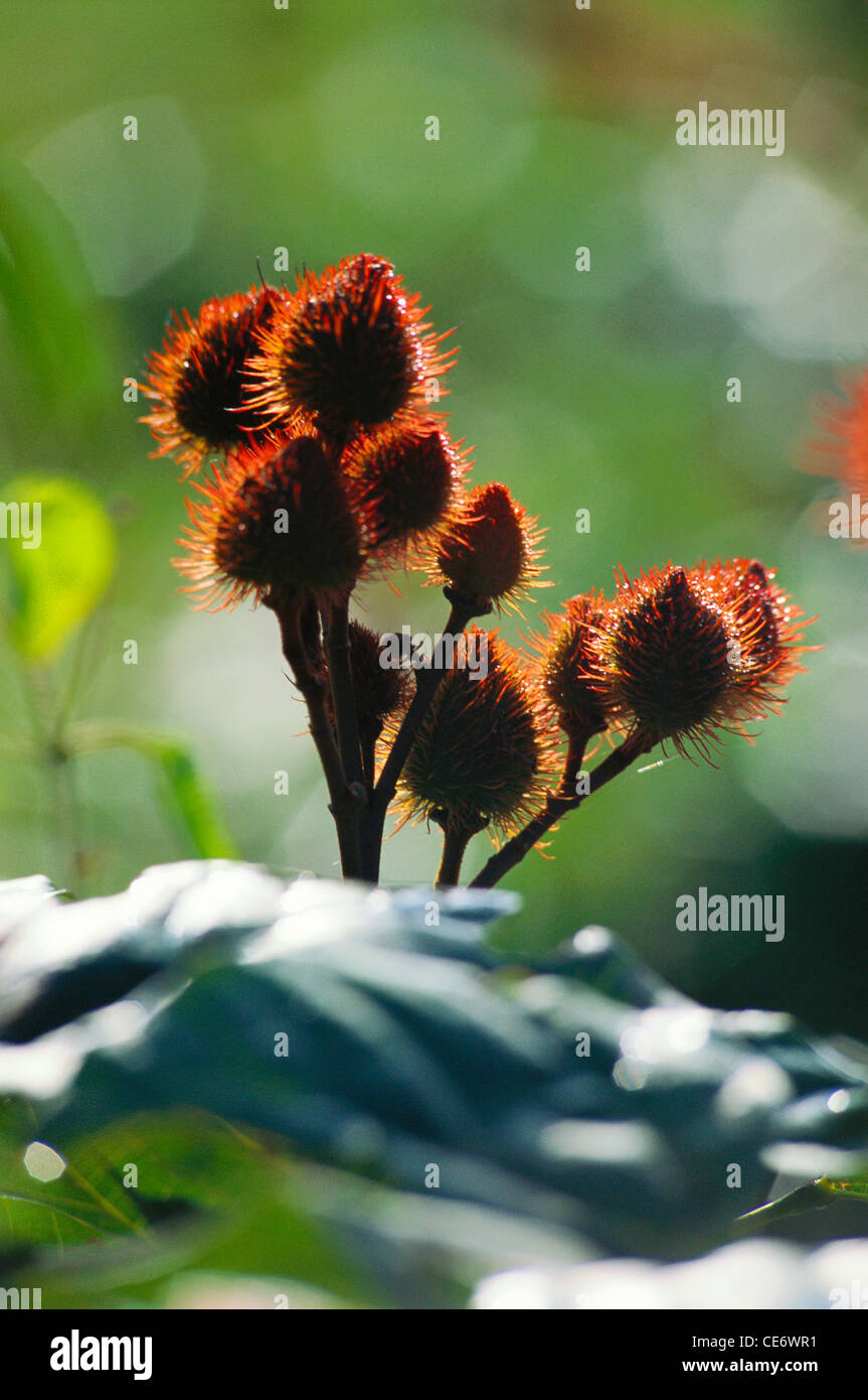 Kusumbha ; Safflower ; Carthamus tinctorius ; flower ; orissa ; odisha ...