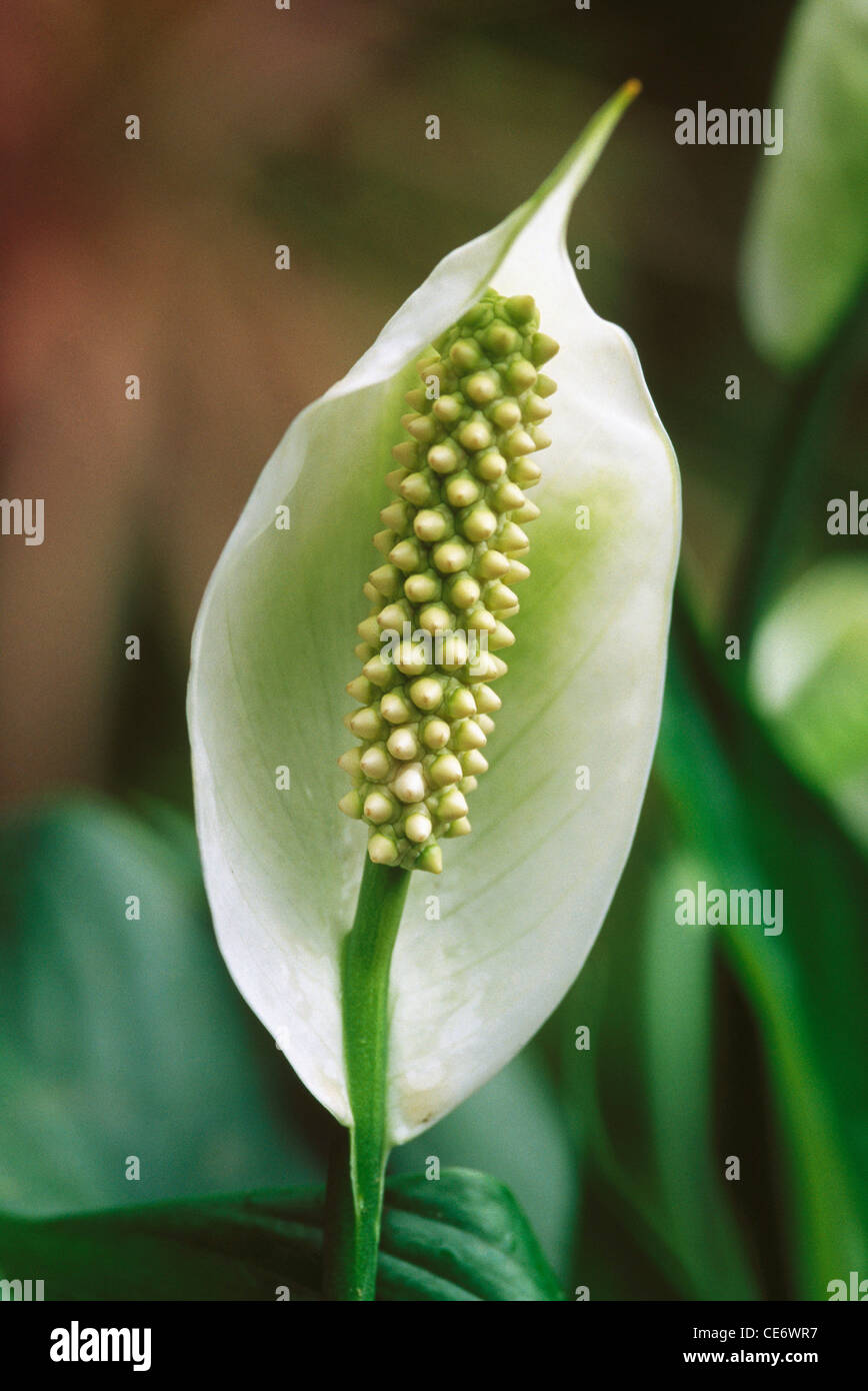 White Anthurium flower plant ; india ; asia Stock Photo - Alamy