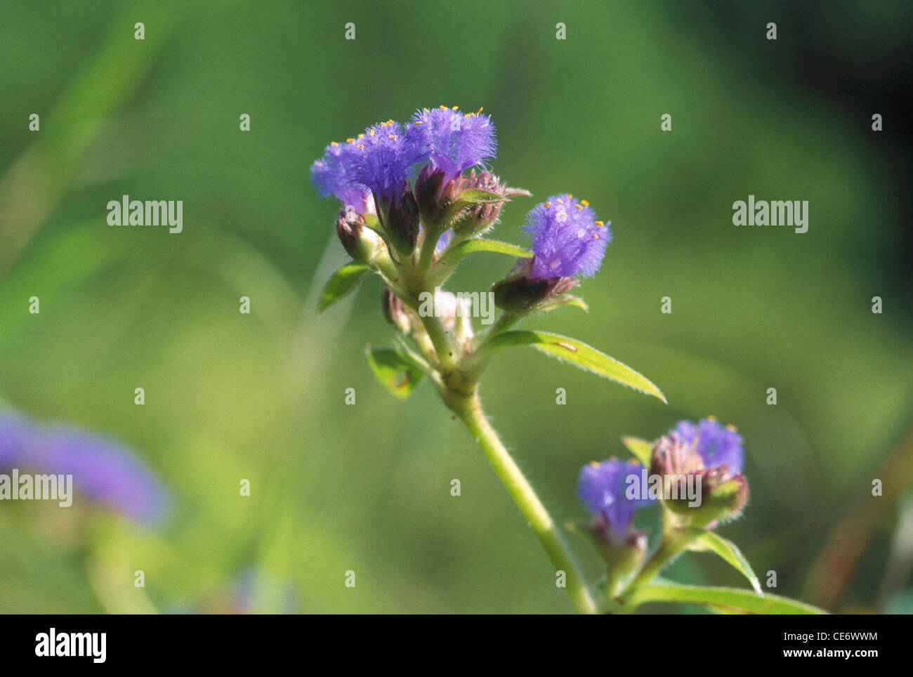 Cyanotis plant ; Indian Cynotis purple flower ; western ghats ...