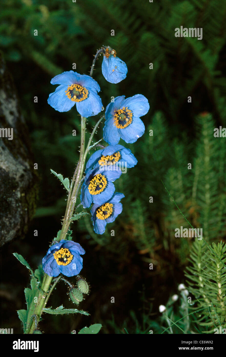 Himalayan blue poppy ; blue poppy flower ; Meconopsis betonicifolia ... Himalayan blue poppy ; blue poppy flower ; Meconopsis betonicifolia ...