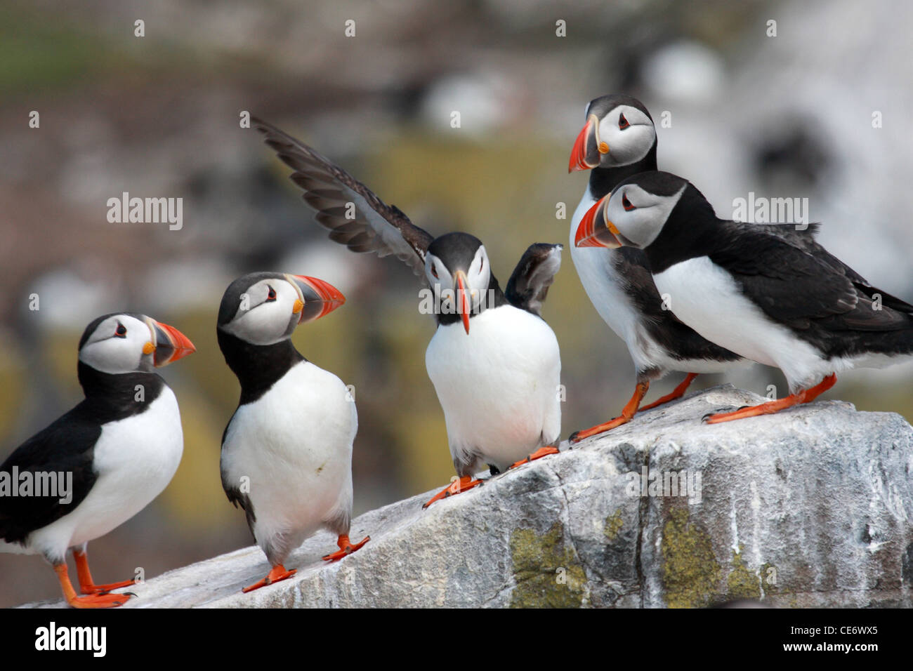 Puffins and various sea birds Stock Photo - Alamy