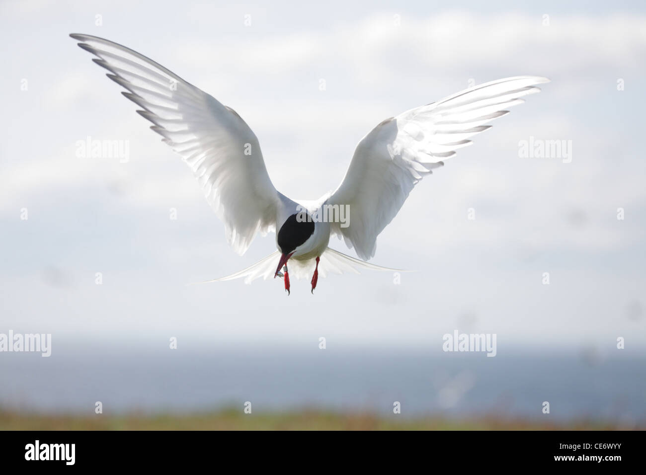 Various shorebirds hi-res stock photography and images - Alamy